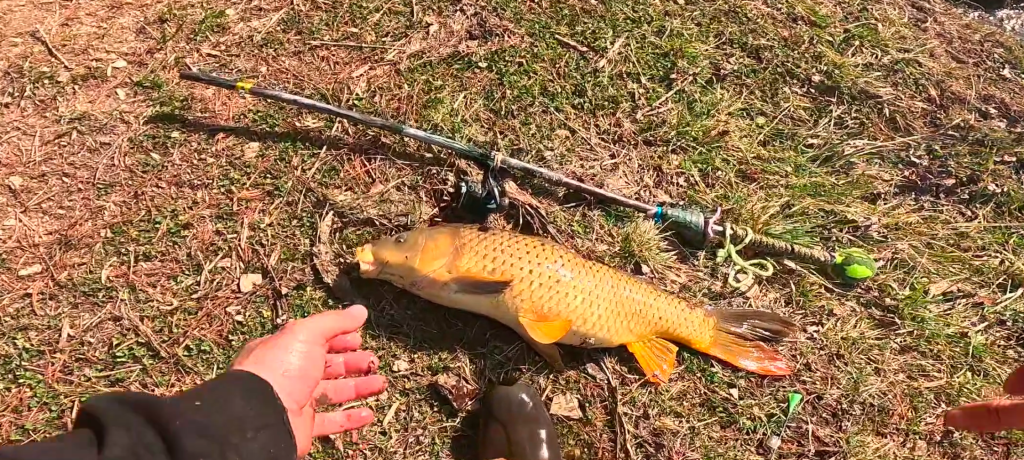 Dingus Sticks – Dingus Sticks