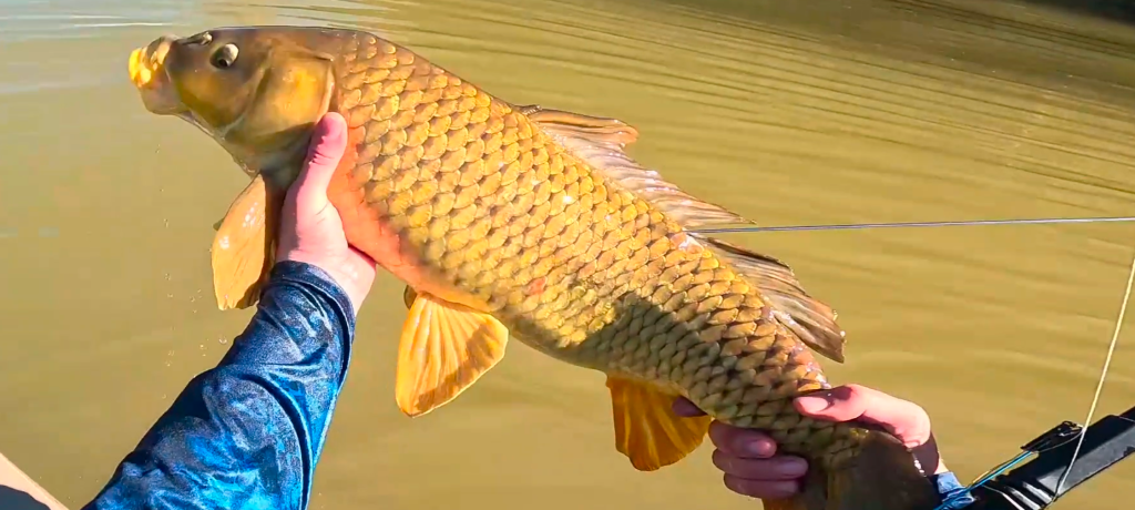 Dingus Sticks – Dingus Sticks